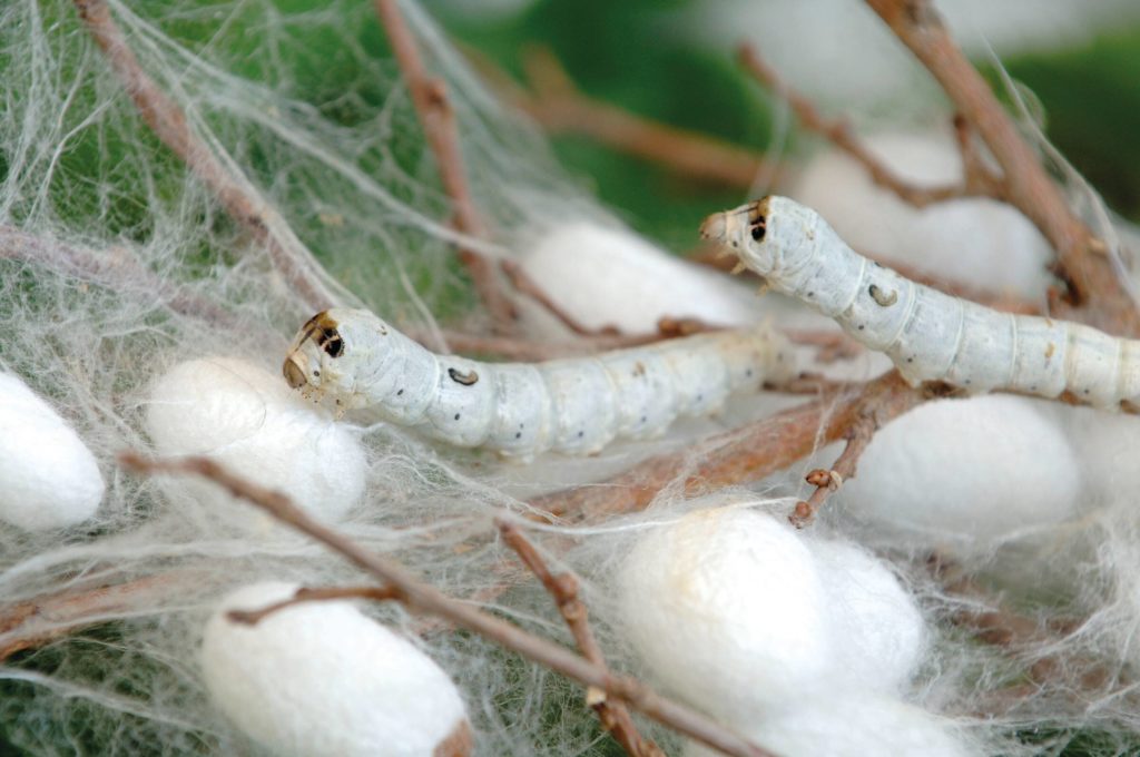 Seidenbau - Initiative Zernikow e.V.